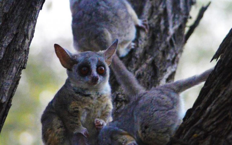 Kilimanjaro Animals - What Animals Live On Kilimanjaro?