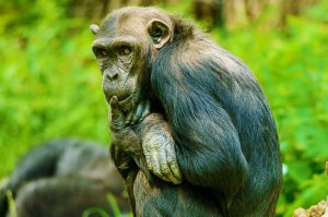 Gombe National Park – Ultimate Safari Guide [My Experience]