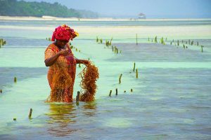 Pemba Island – Ultimate Guide To A Hidden African Gem